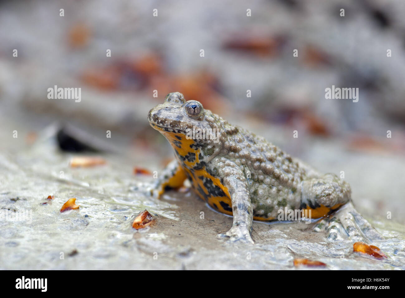 The yellow-bellied toad (Bombina variegata) belongs to the order Anura ...