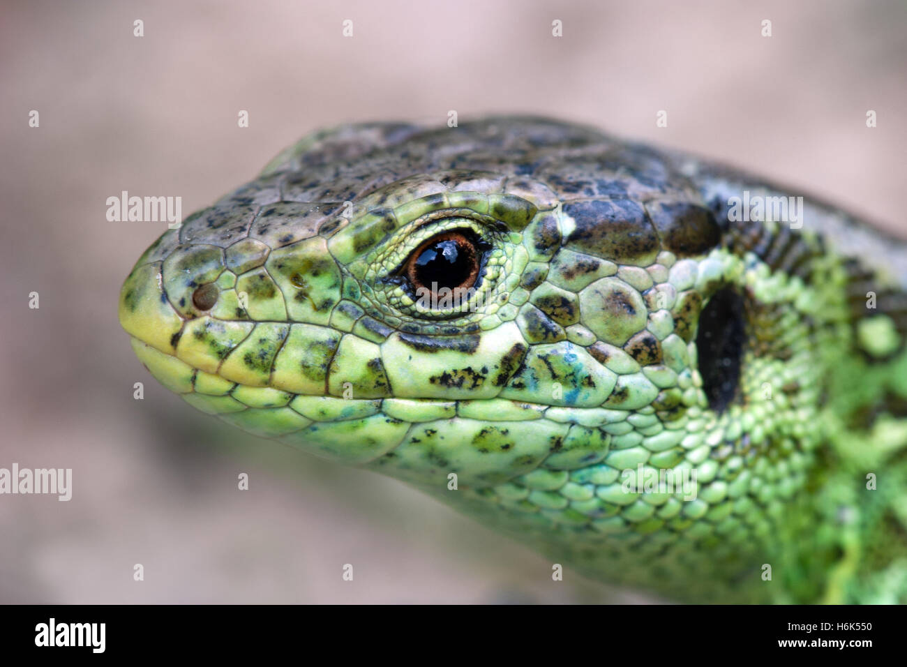 Lacertid hi-res stock photography and images - Alamy