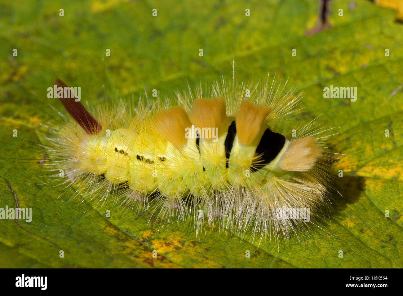 Red tail moth hi-res stock photography and images - Alamy