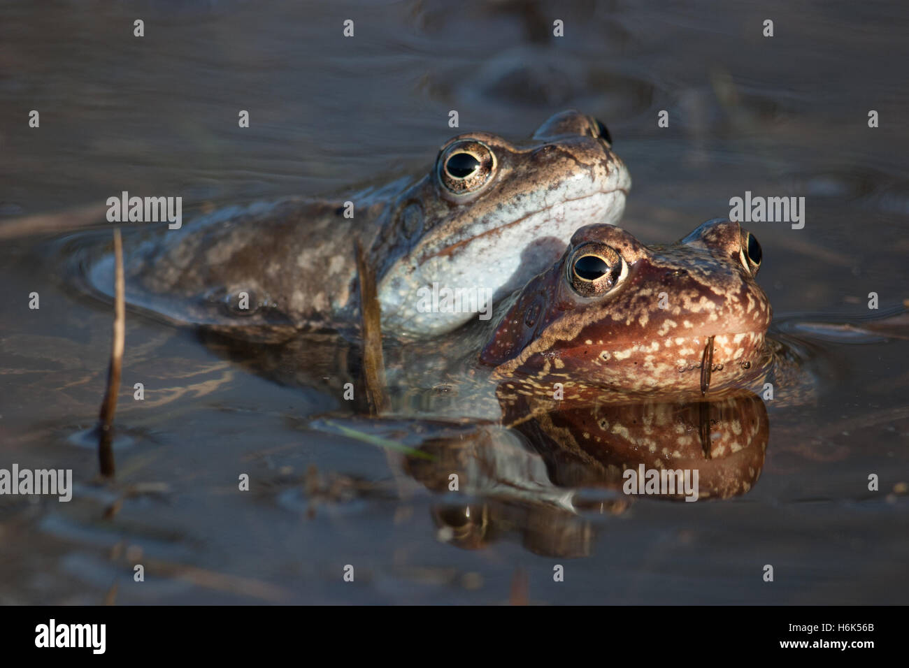 Wood frogs mating hi-res stock photography and images - Alamy