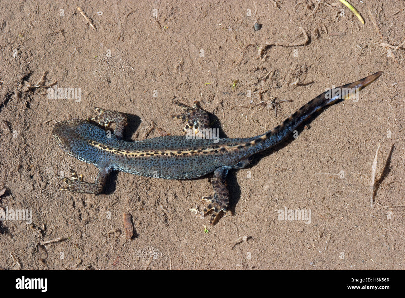 Alpine newts hi-res stock photography and images - Alamy