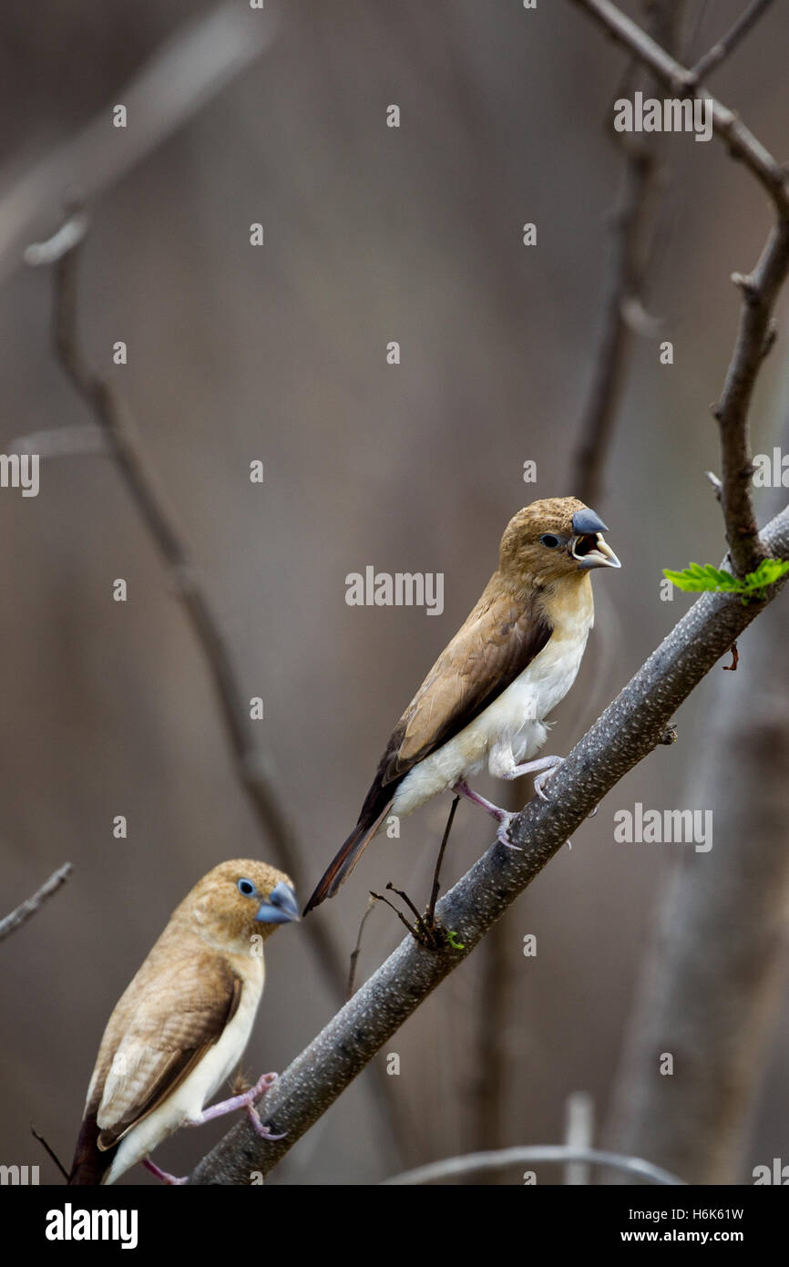 African silverbills (Euodice cantans) in a bush on Oahu, Hawaii, USA ...