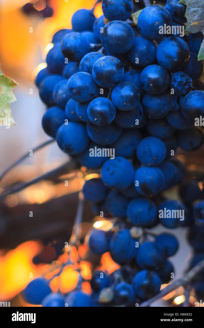 Vineyard red grapes cluster sunset hi-res stock photography and images ...
