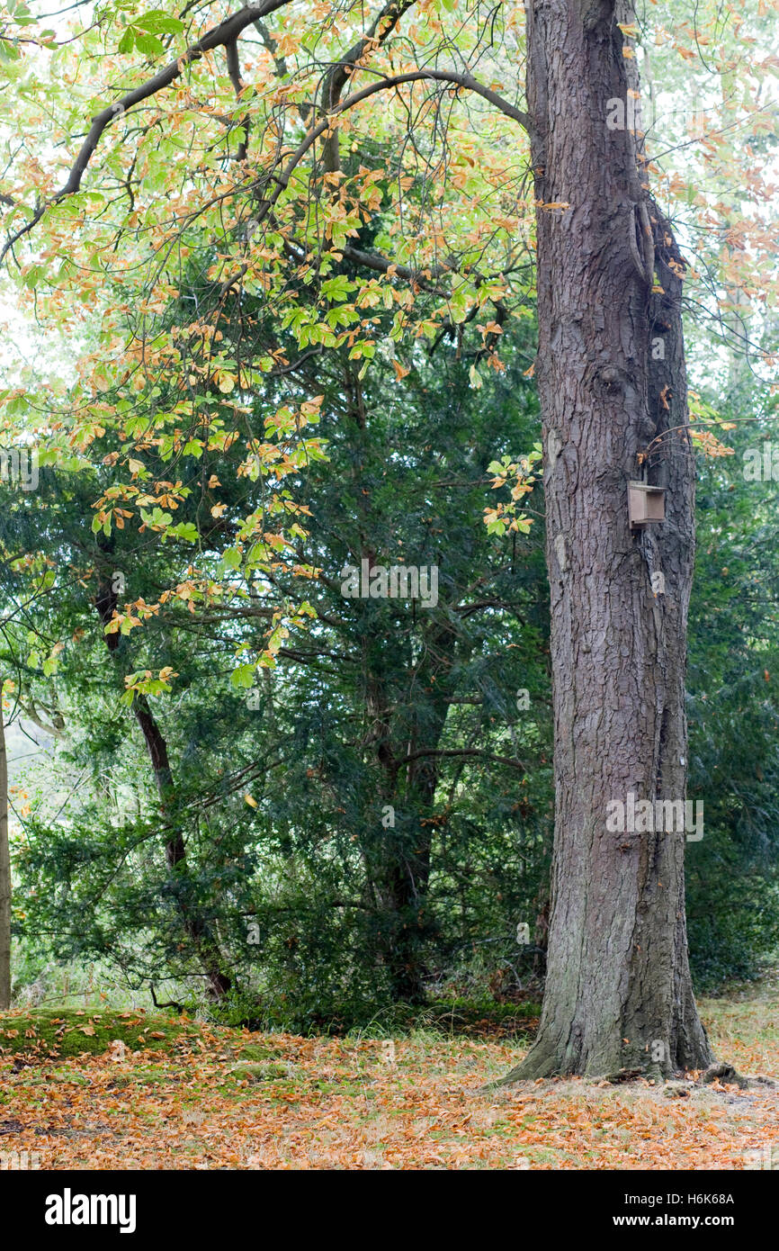Changing tree in the Fall/Autumn in England Stock Photo - Alamy
