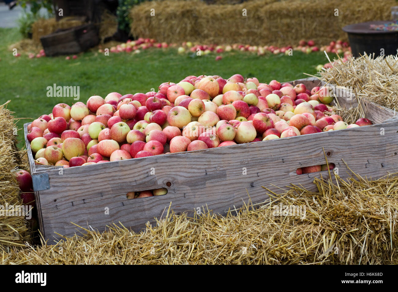 Malus domestic. Harvested apples Stock Photo - Alamy