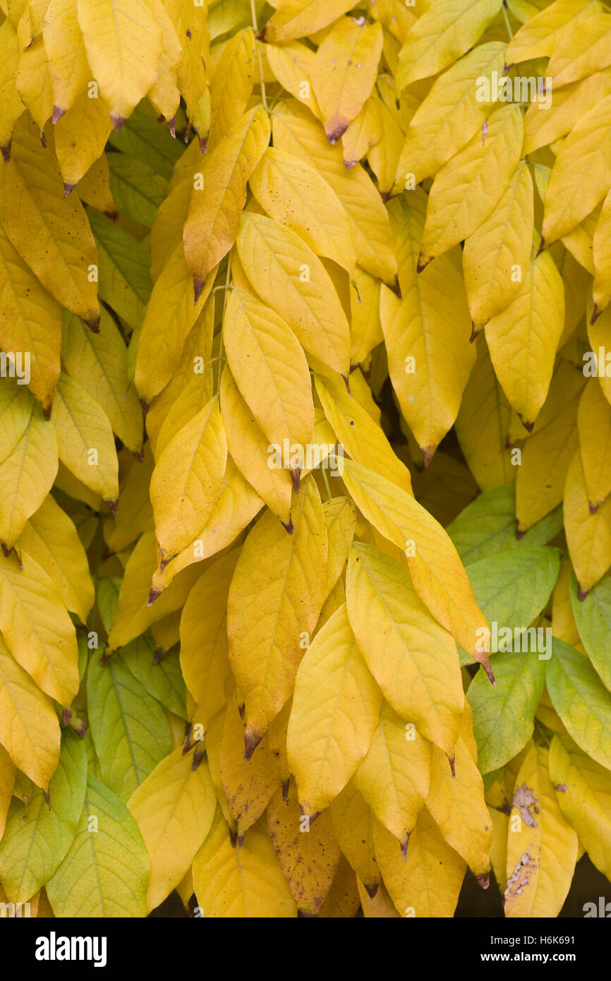 Cladrastis kentukea. Kentucky Yellowwood in Autumn Stock Photo - Alamy