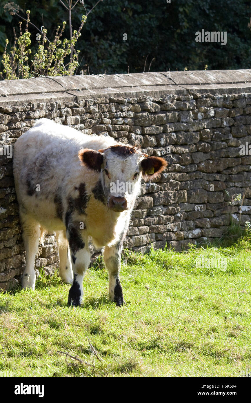 English longhorn cattle hi-res stock photography and images - Alamy