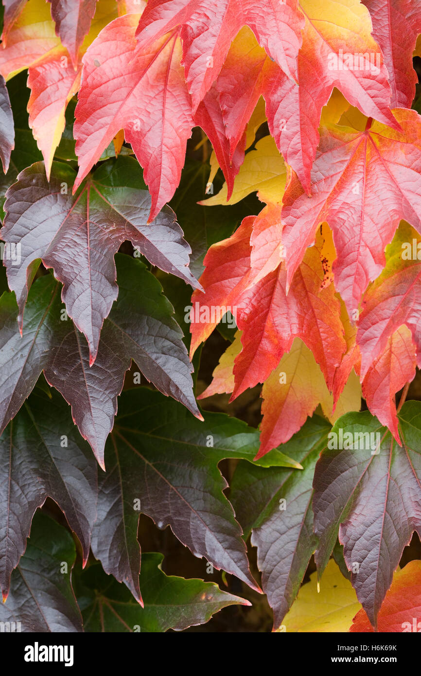 Parthenocissus tricuspidata, Boston Ivy Leaves Stock Photo - Alamy