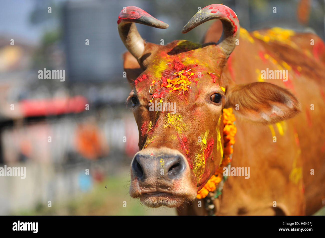Kathmandu, Nepal. 30th Oct, 2016. A cow with colors and marigold flower ...