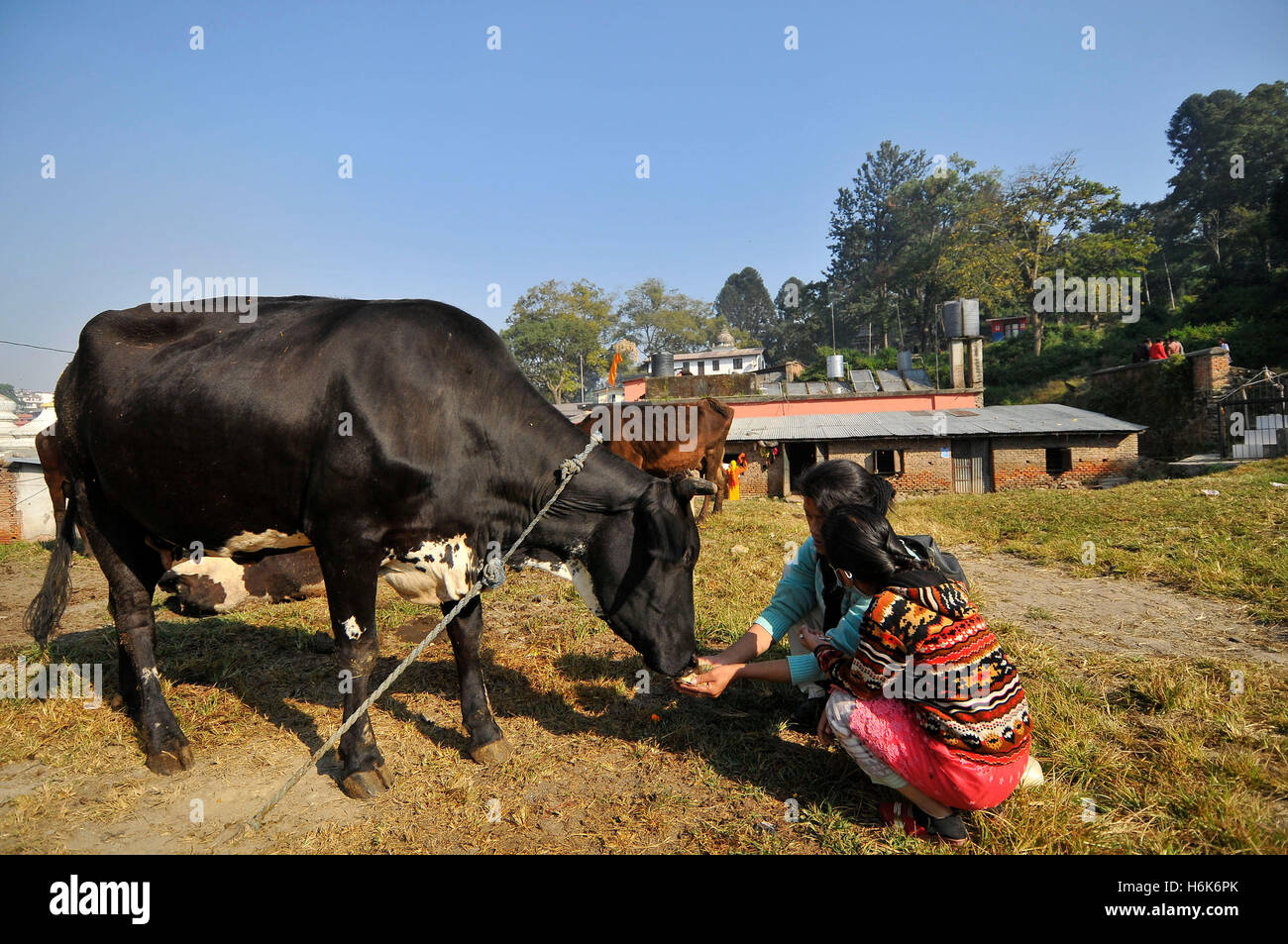 Kathmandu, Nepal. 30th Oct, 2016. Nepalese devotee offering ritual puja ...