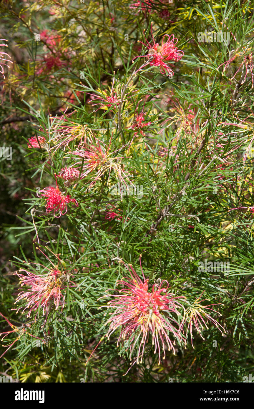 Australian native flower hi-res stock photography and images - Alamy