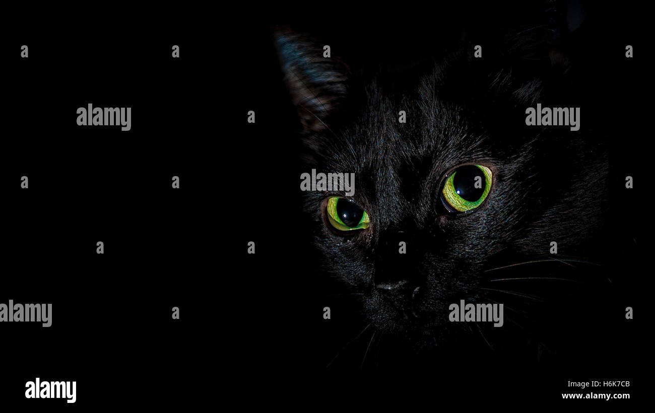 Background halloween black cat hi-res stock photography and images - Alamy