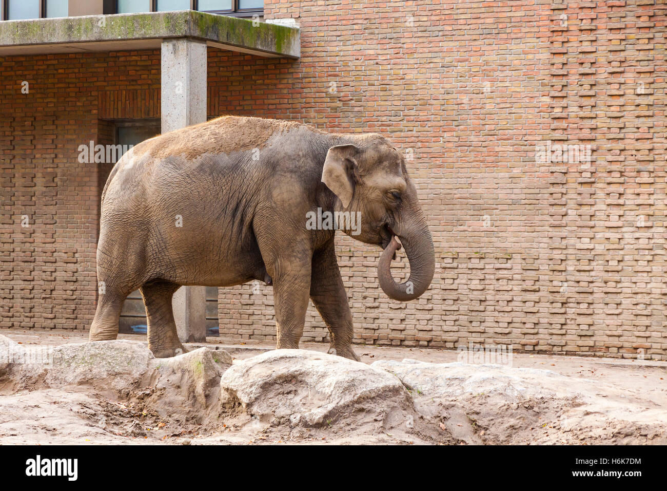 Asian Elephant (Elephas maximus) in a Zoo Stock Photo - Alamy