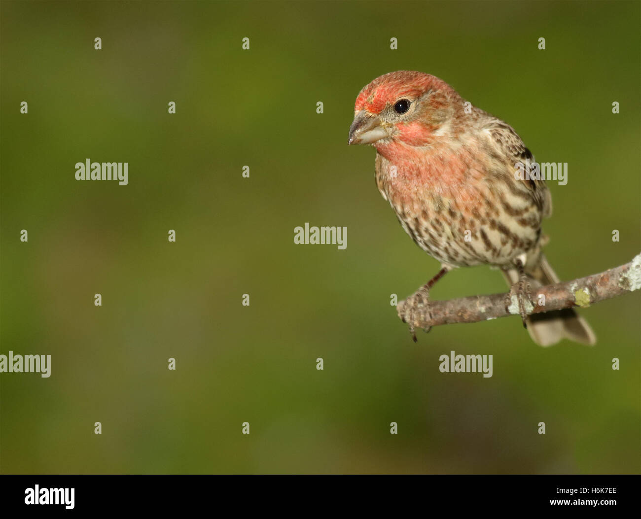 Beautiful house finch hi-res stock photography and images - Alamy