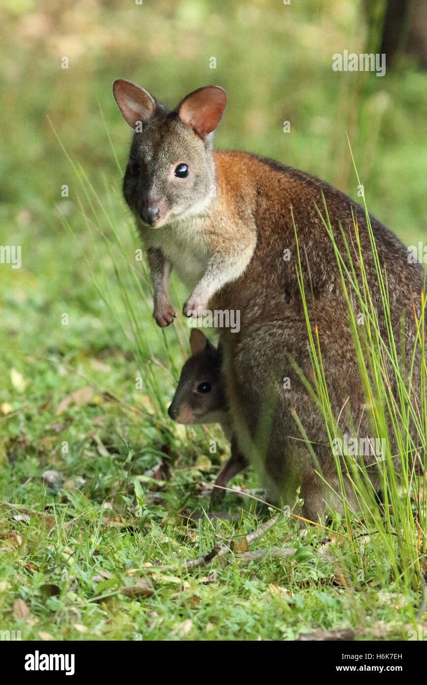Pademelon Baby