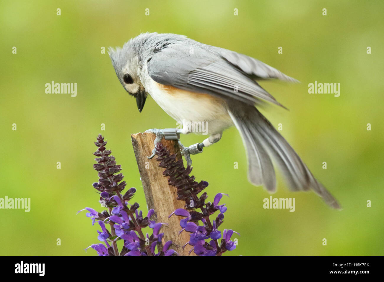Fluttering bird hi-res stock photography and images - Alamy