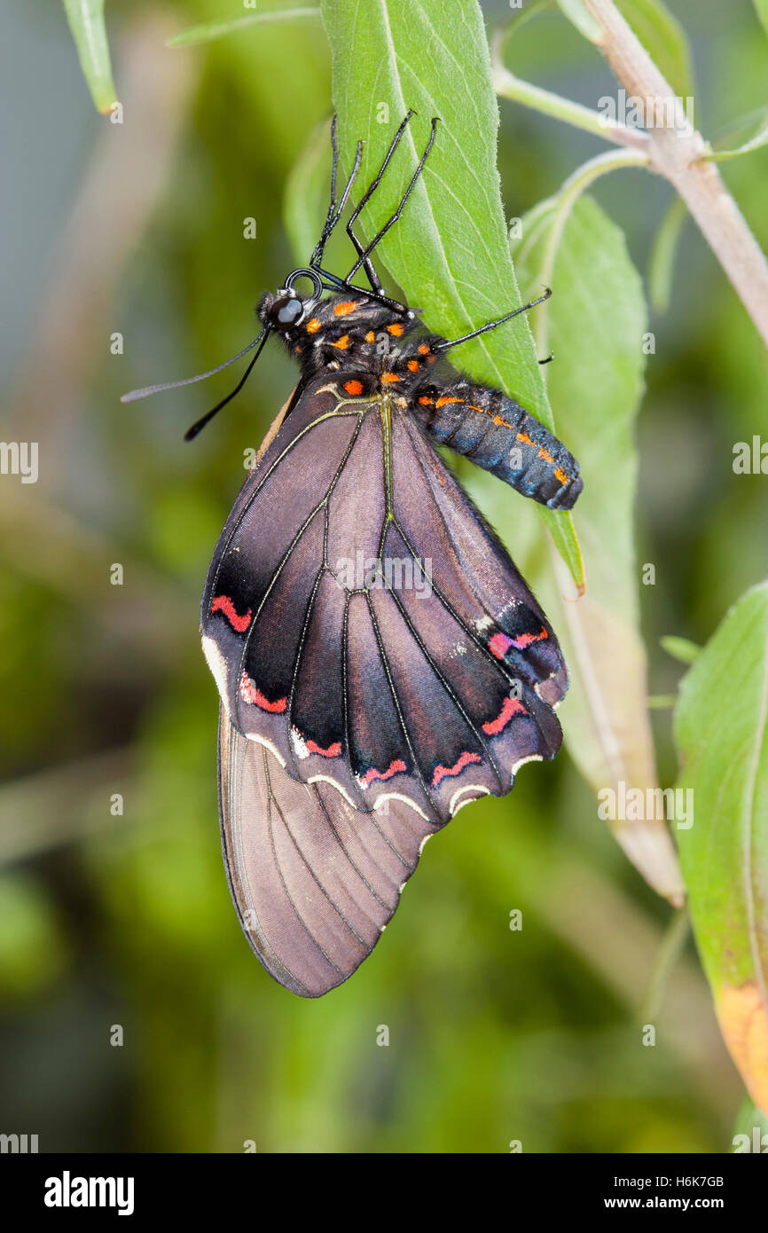 Polydamas Swallowtail Battus polydamas Gomez Farias, Mexico 26 January ...