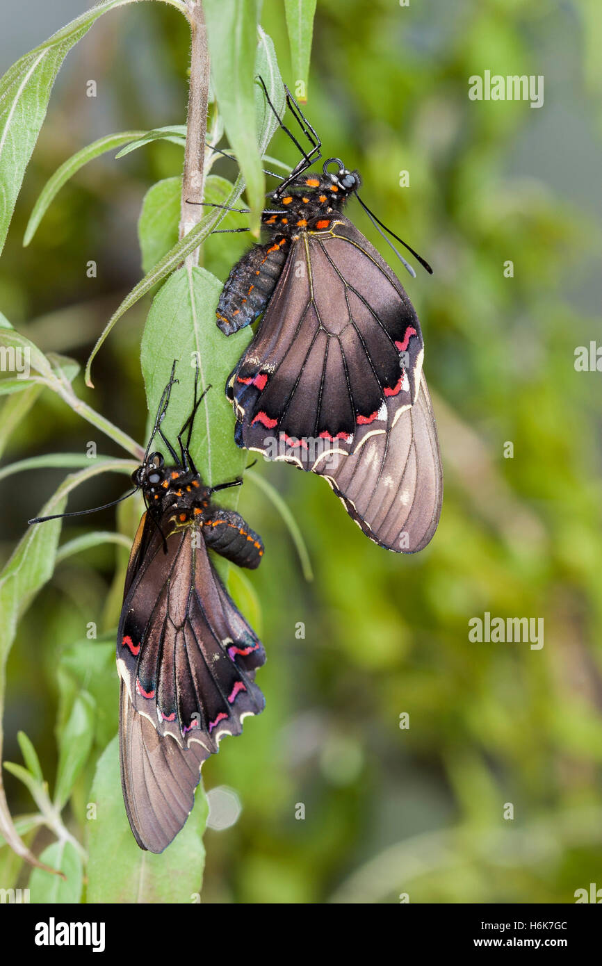 Polydamas Swallowtail Battus polydamas Gomez Farias, Mexico 26 January ...