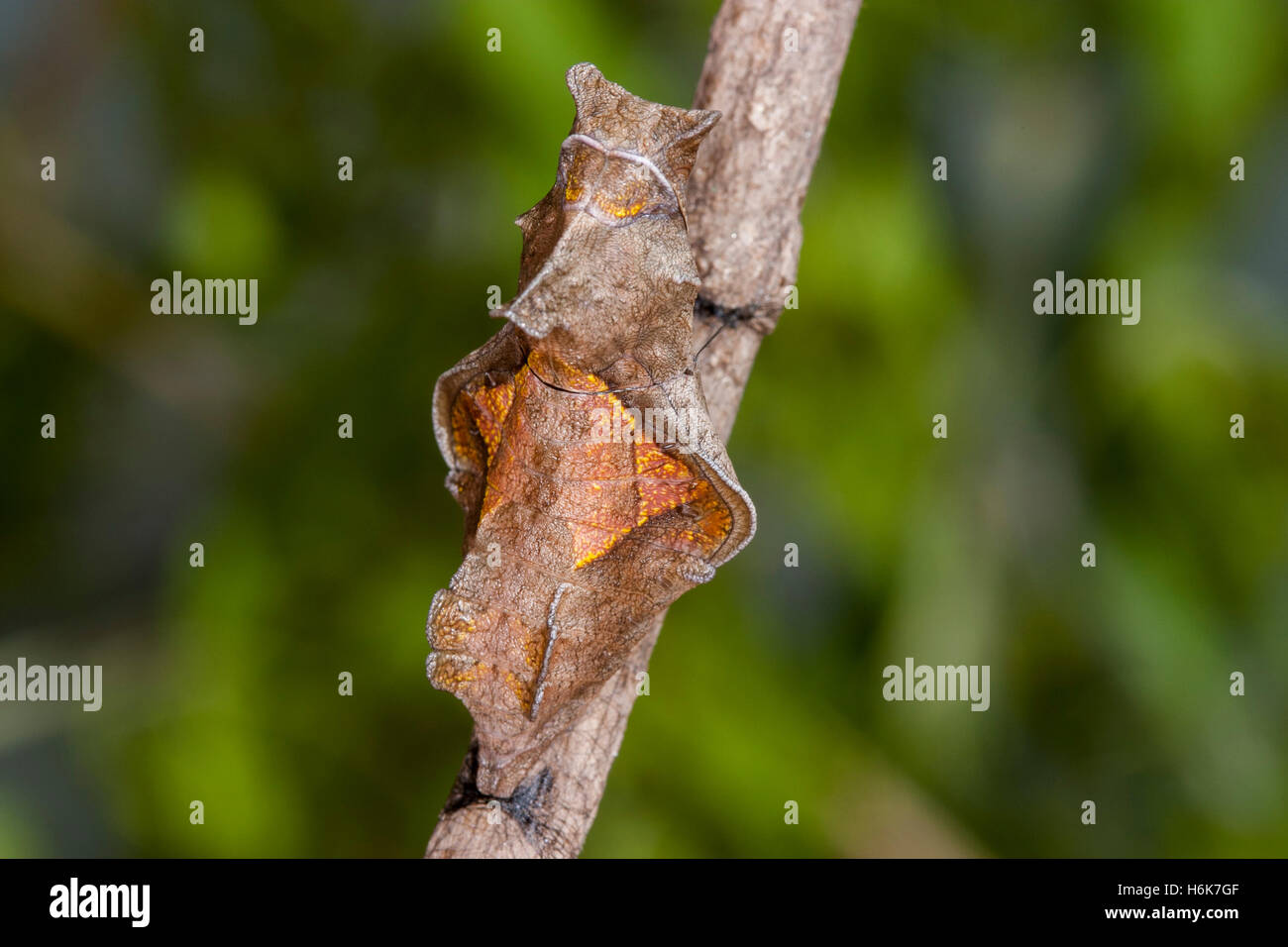 Polydamas Swallowtail Battus polydamas Gomez Farias, Tamaulipas, Mexico ...