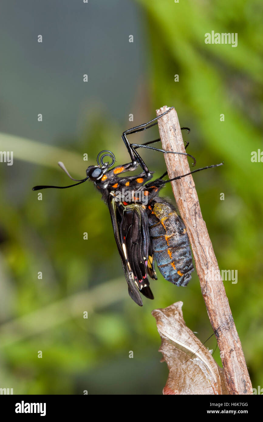 Polydamas Swallowtail Battus polydamas Gomez Farias, Tamaulipas, Mexico ...