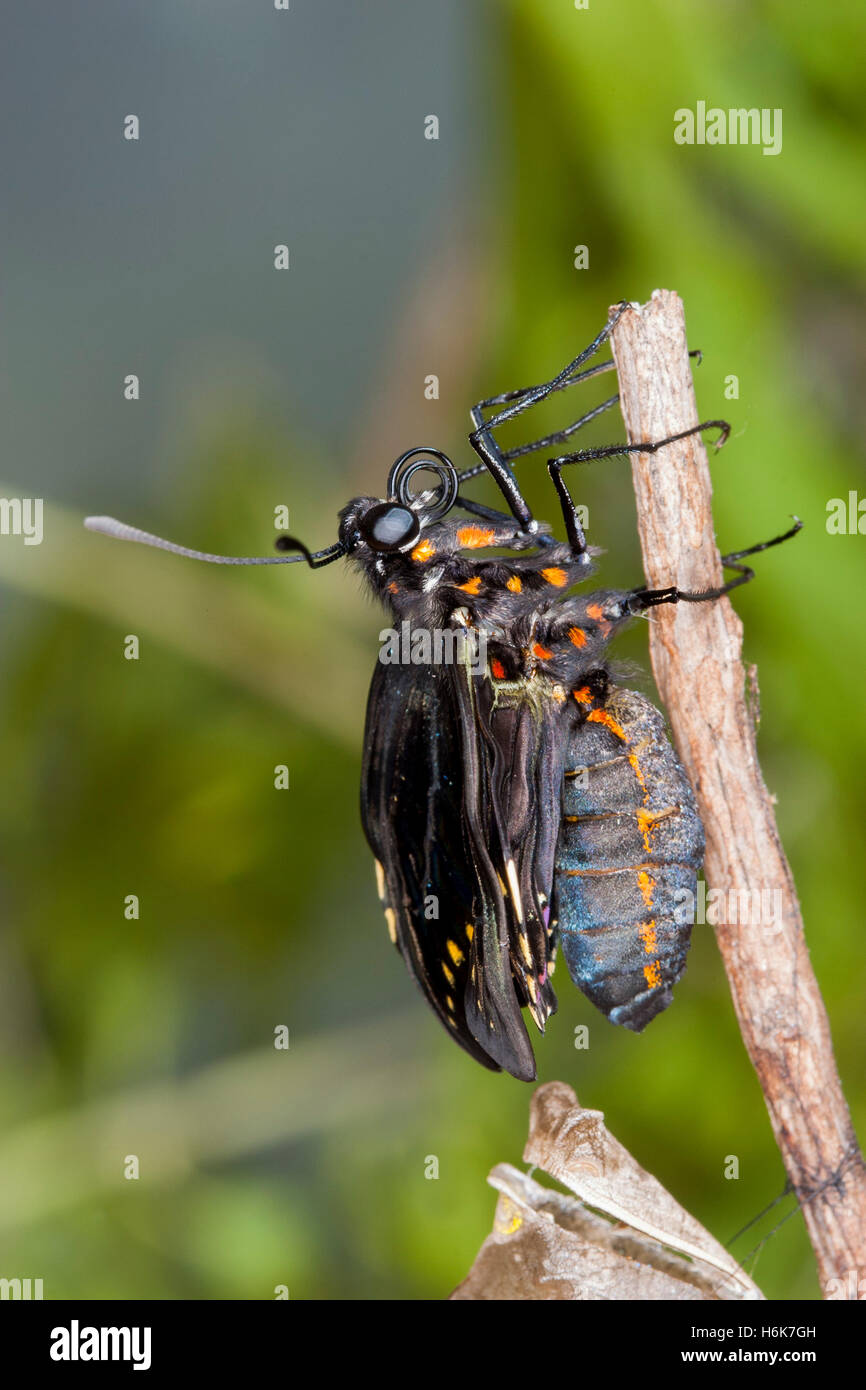 Polydamas Swallowtail Battus polydamas Gomez Farias, Tamaulipas, Mexico ...