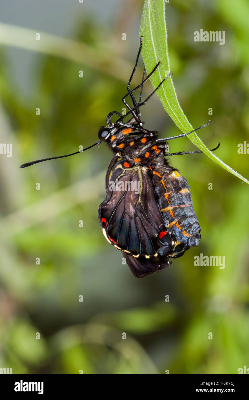 Polydamas Swallowtail Battus polydamas Gomez Farias, Tamaulipas, Mexico ...