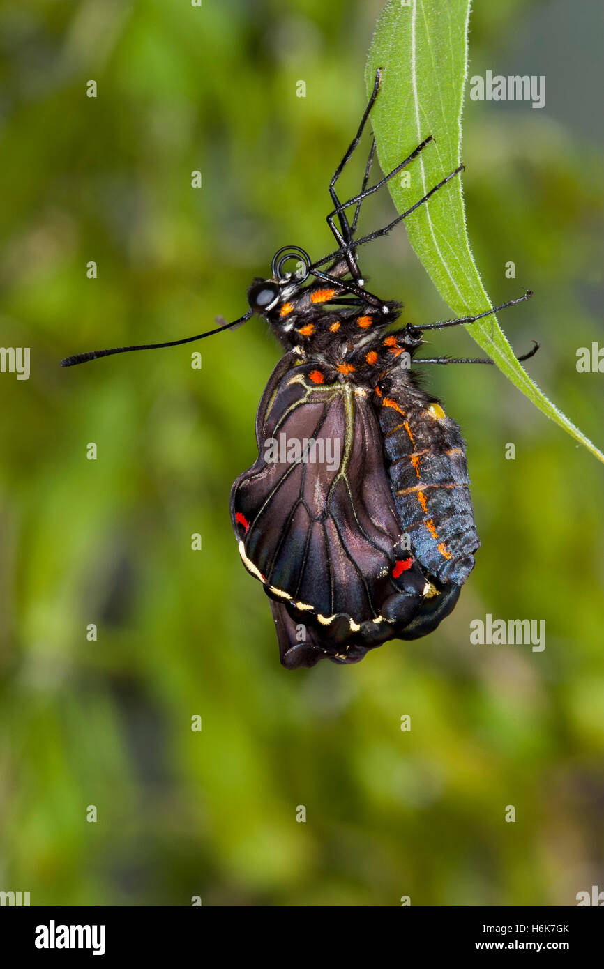 Polydamas Swallowtail Battus polydamas Gomez Farias, Tamaulipas, Mexico ...