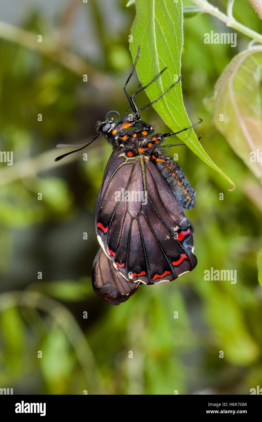 Polydamas Swallowtail Battus polydamas Gomez Farias, Tamaulipas, Mexico ...
