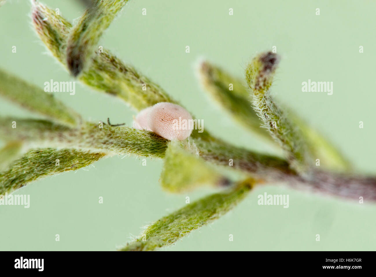 Butterfly ovum High Resolution Stock Photography and Images - Alamy