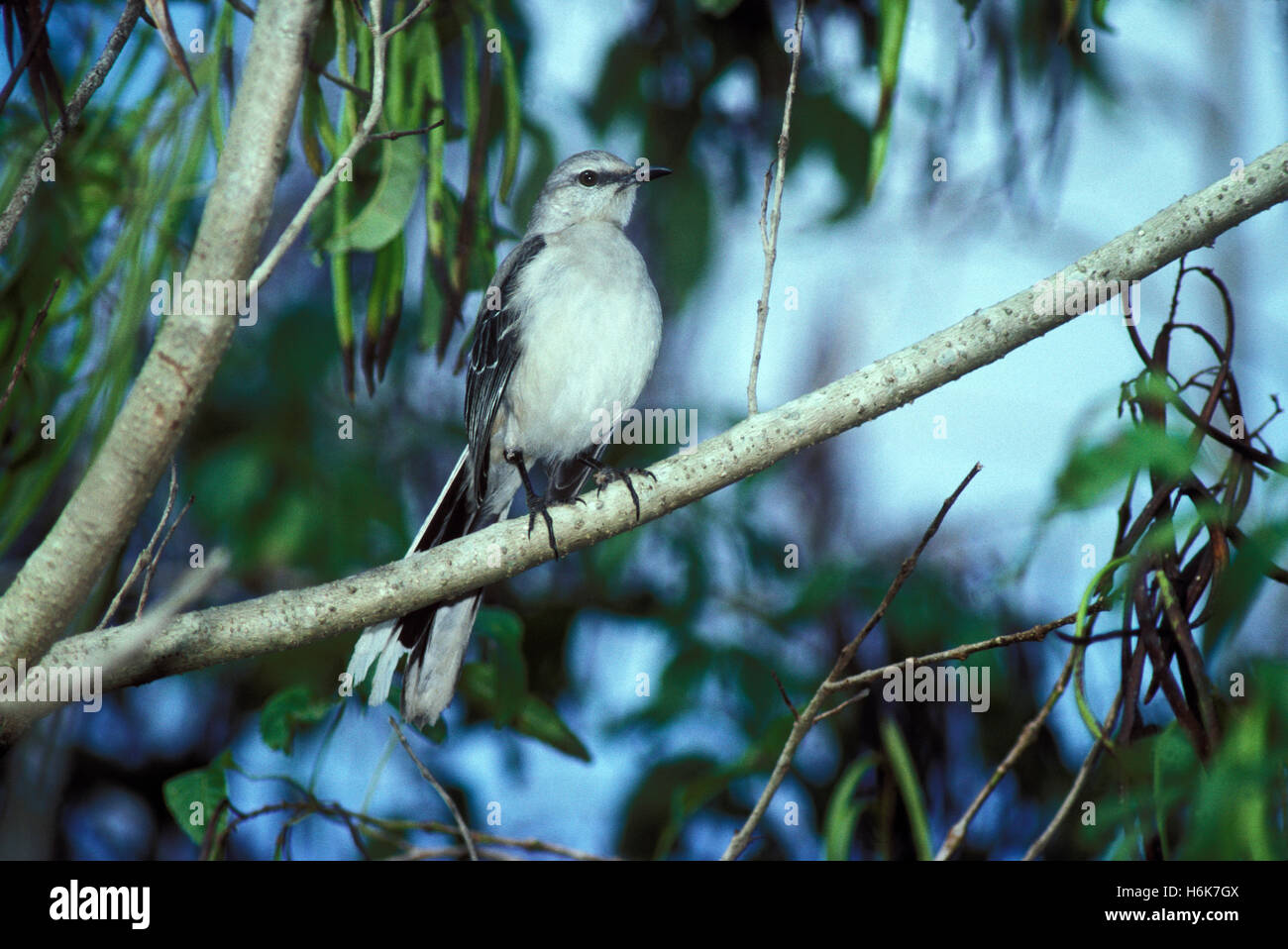 Tropical Mockingbird Mimus gilvus Merida, Yucatan, Mexico January 1992 ...