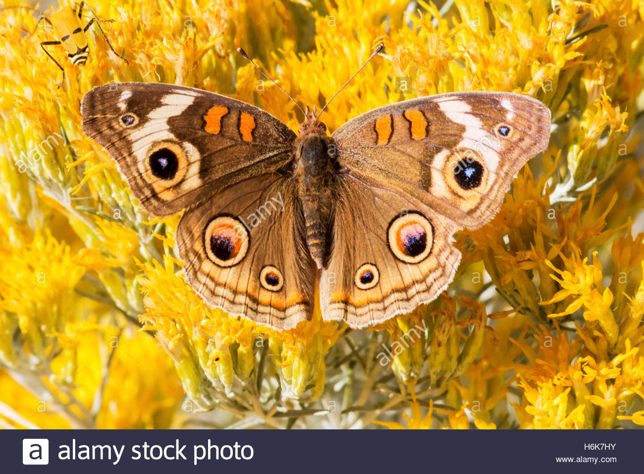 Common Buckeye Butterfly Junonia Coenia Stock Photos & Common Buckeye ...
