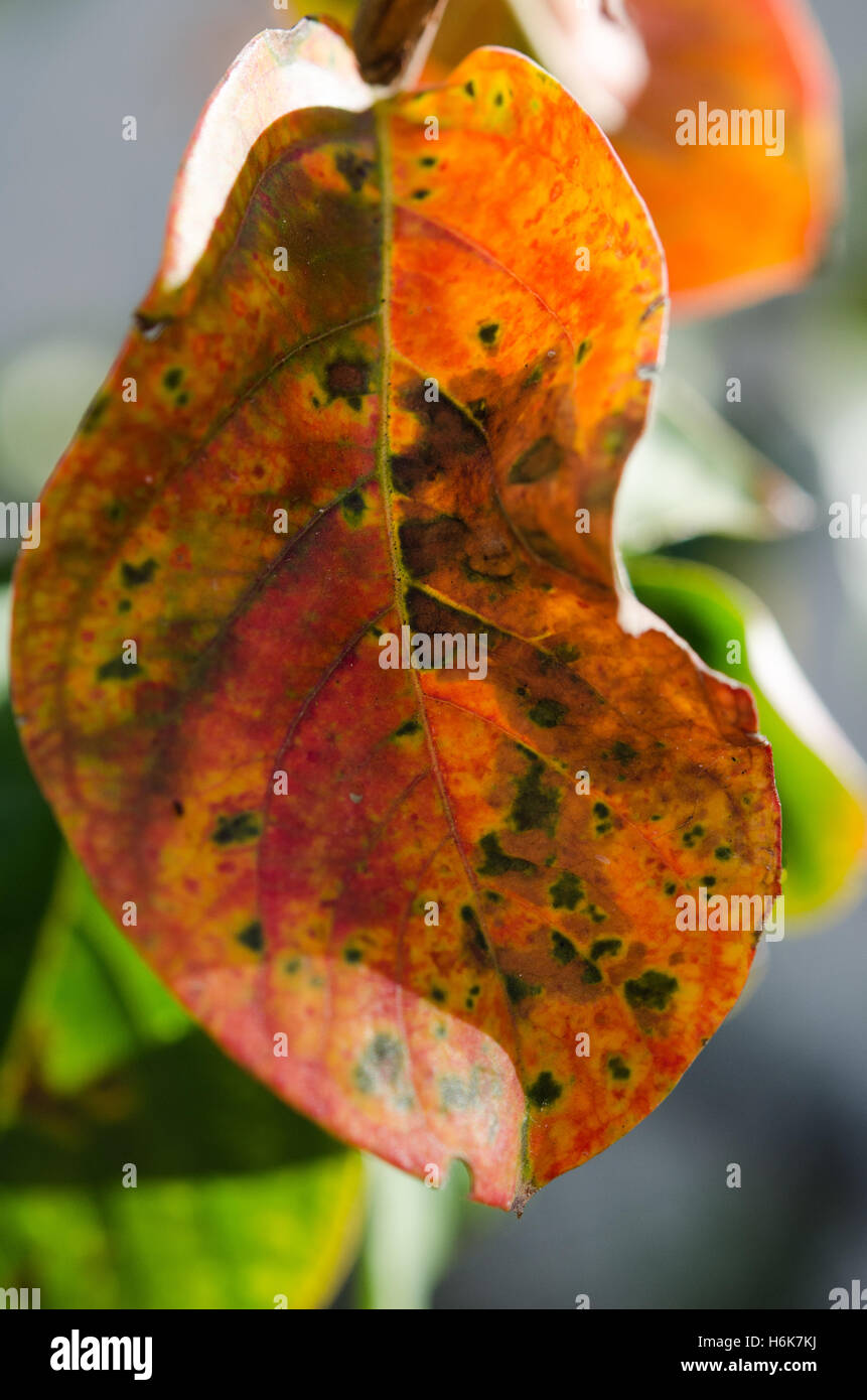 Leaf deterioration hi-res stock photography and images - Alamy