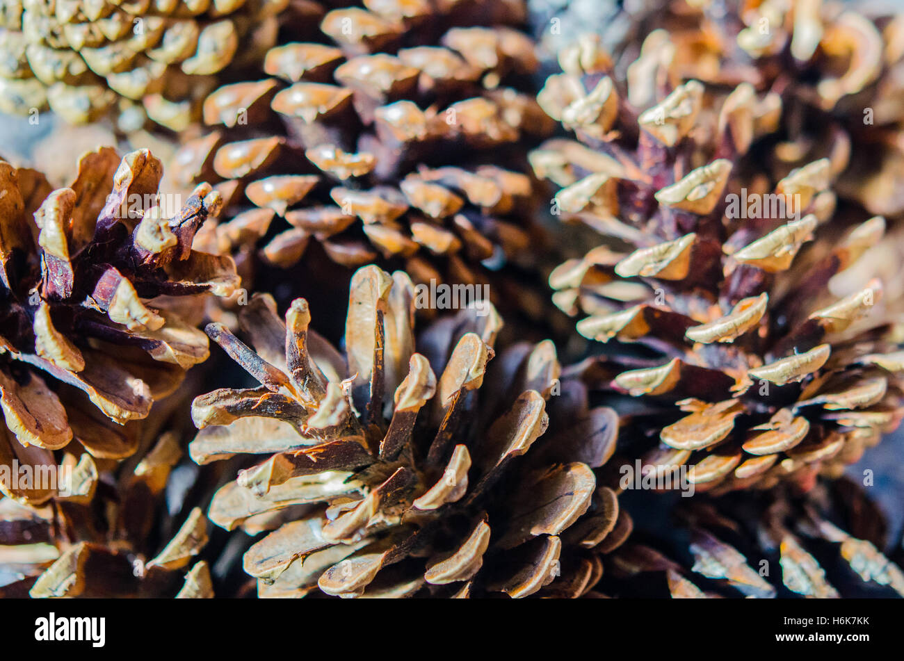 close up of pine cones Stock Photo - Alamy