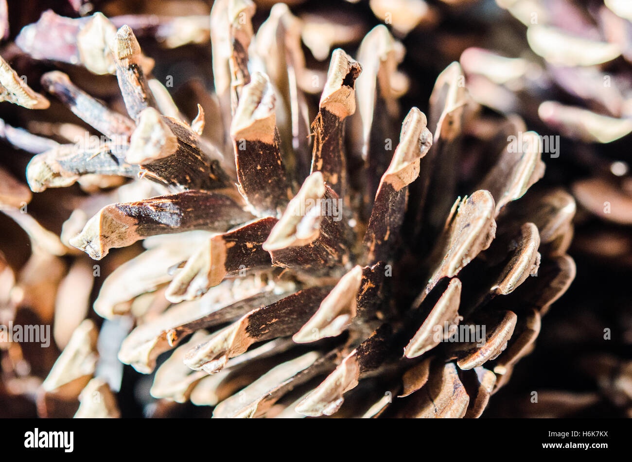 Cones in the background hi-res stock photography and images - Alamy