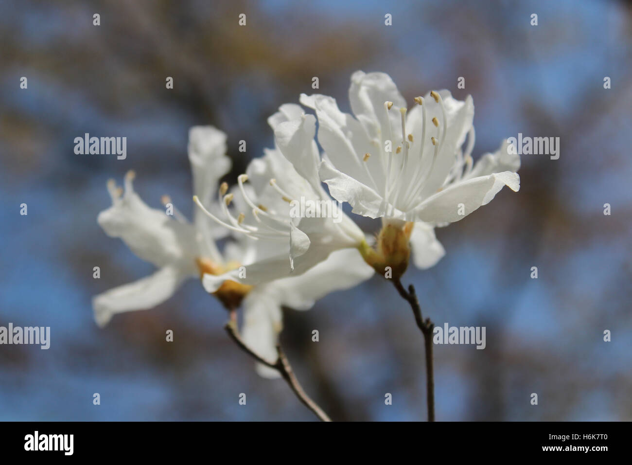 White Azalea with the sunlight at Kyoto, Japan Stock Photo - Alamy