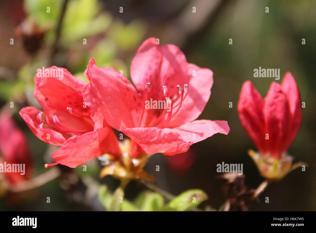 Red azalea flower hi-res stock photography and images - Alamy