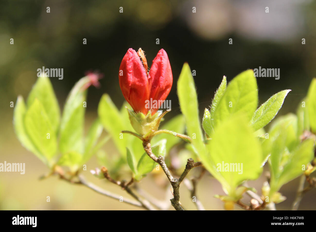 Red azalea flower hi-res stock photography and images - Alamy