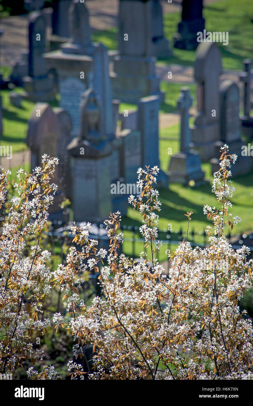 Stirling cemetery hi-res stock photography and images - Alamy