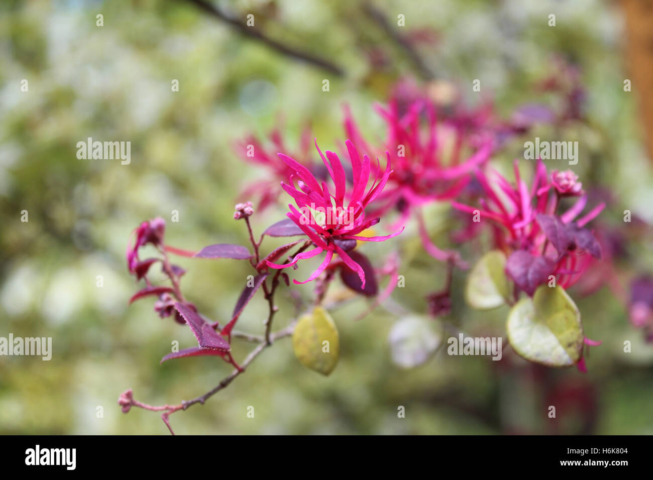 Witch hazel in blossom hi-res stock photography and images - Alamy