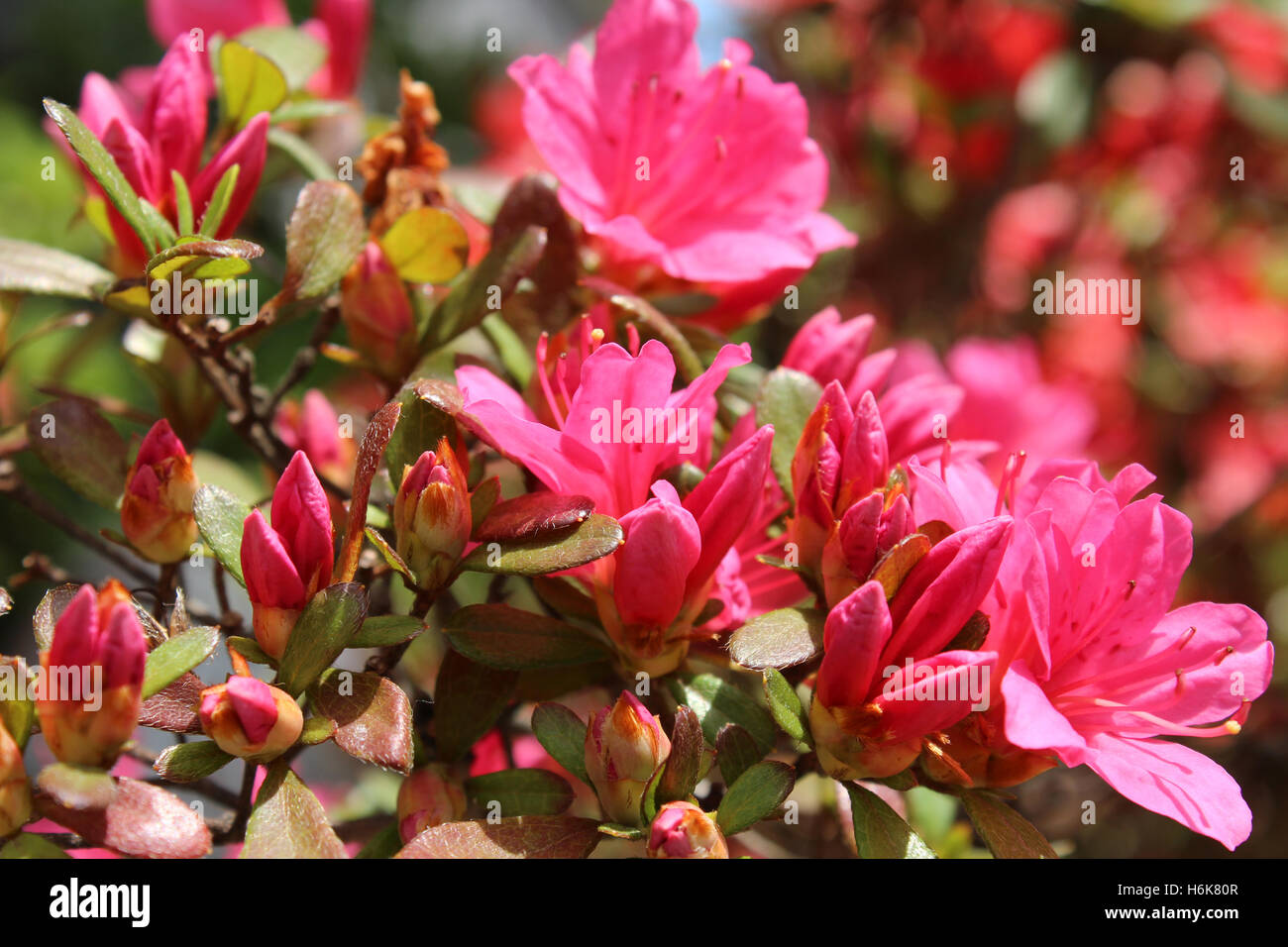 Red Azalea with the sunlight at Kyoto, Japan Stock Photo - Alamy