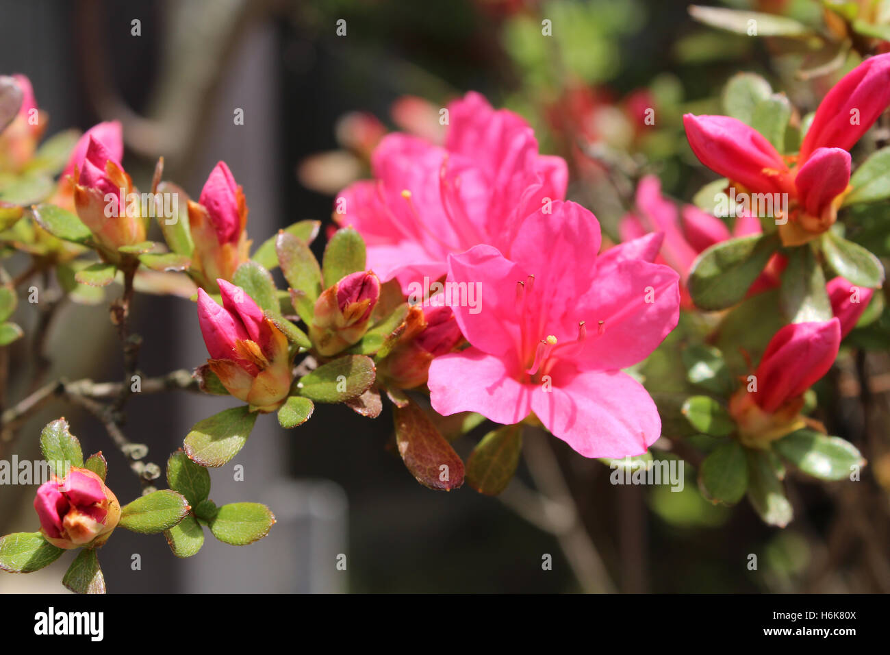 Red azalea flower hi-res stock photography and images - Alamy
