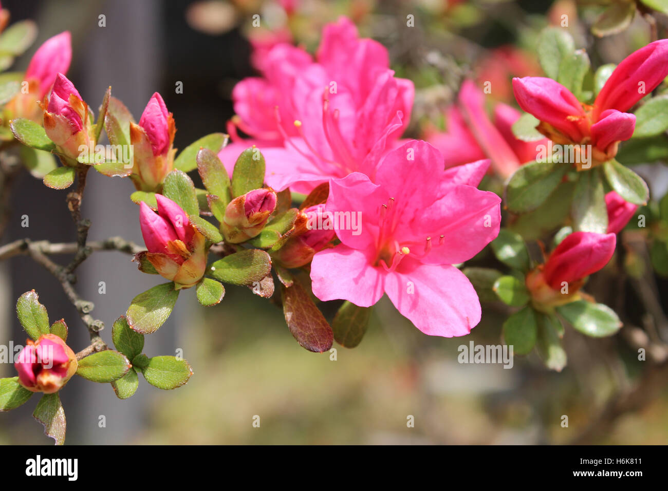 Red azalea flower hi-res stock photography and images - Alamy