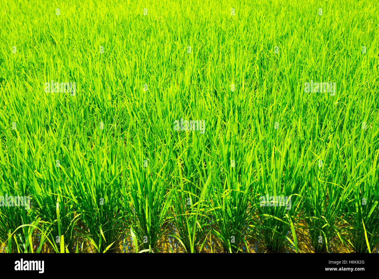 Green blades of backlit rice plant stalks in mud background Stock Photo ...