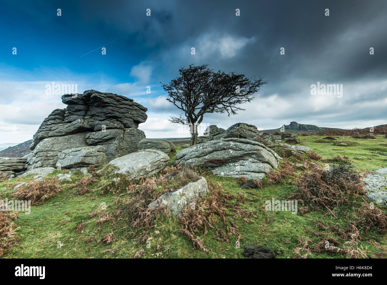 Lonely tree in Dartmoor in UK with overcast sky Stock Photo - Alamy