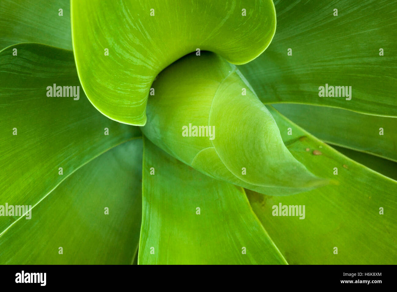Extreme close up of green patterns and textures of natural leaves of ...