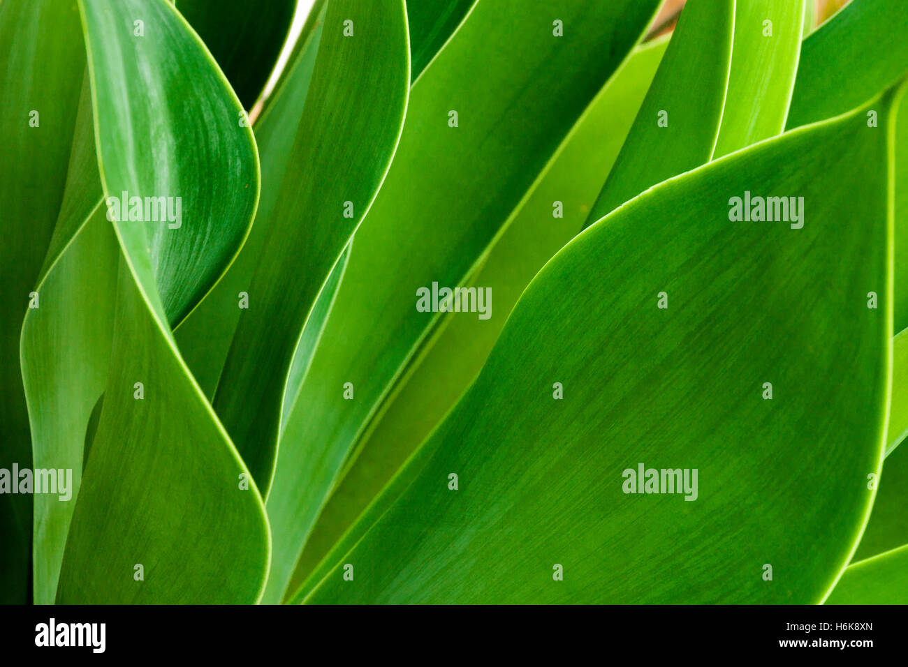 Extreme close up of green patterns and textures of natural leaves of ...