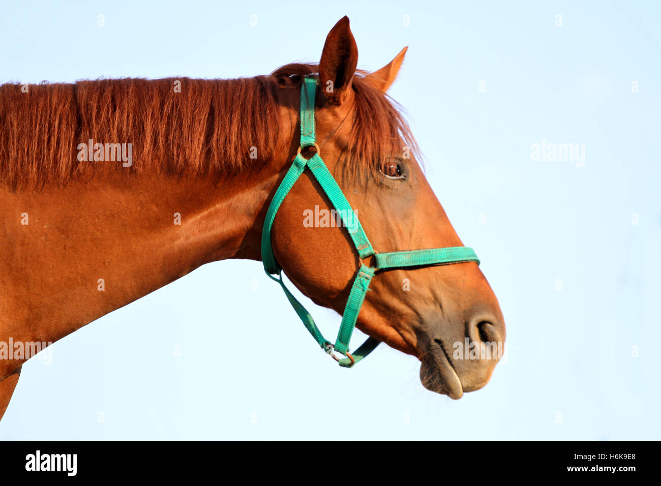 Head shot of a beautiful chestnut stallion at farm against blue natural ...