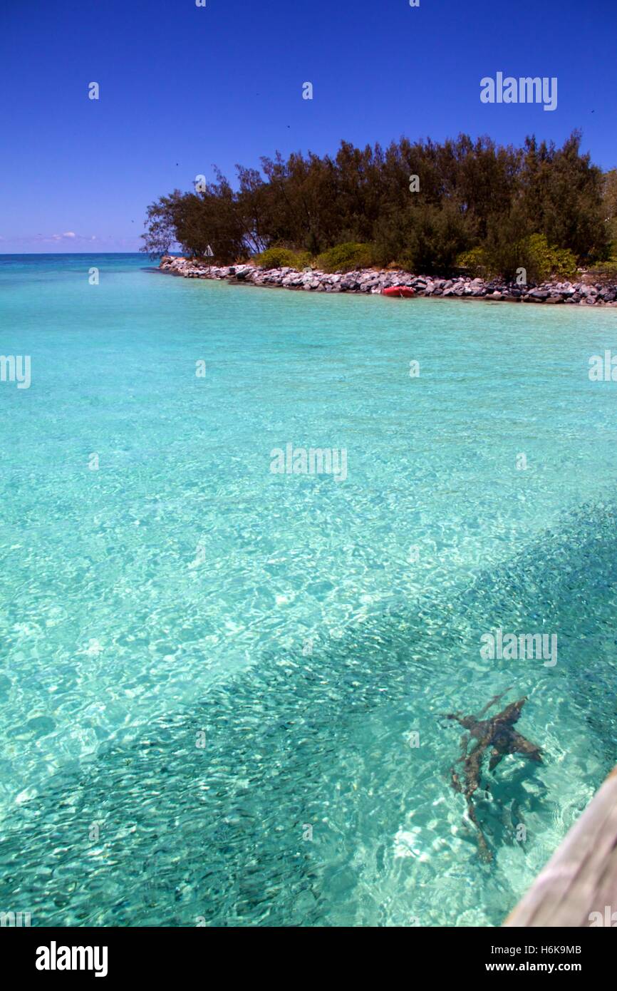 Reef sharks in the turquoise waters of Great Barrier Reef hunting fish ...