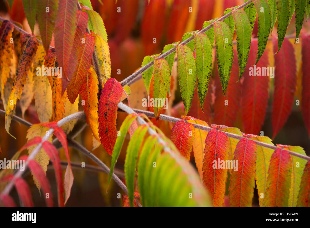 Sumac tree hi-res stock photography and images - Alamy