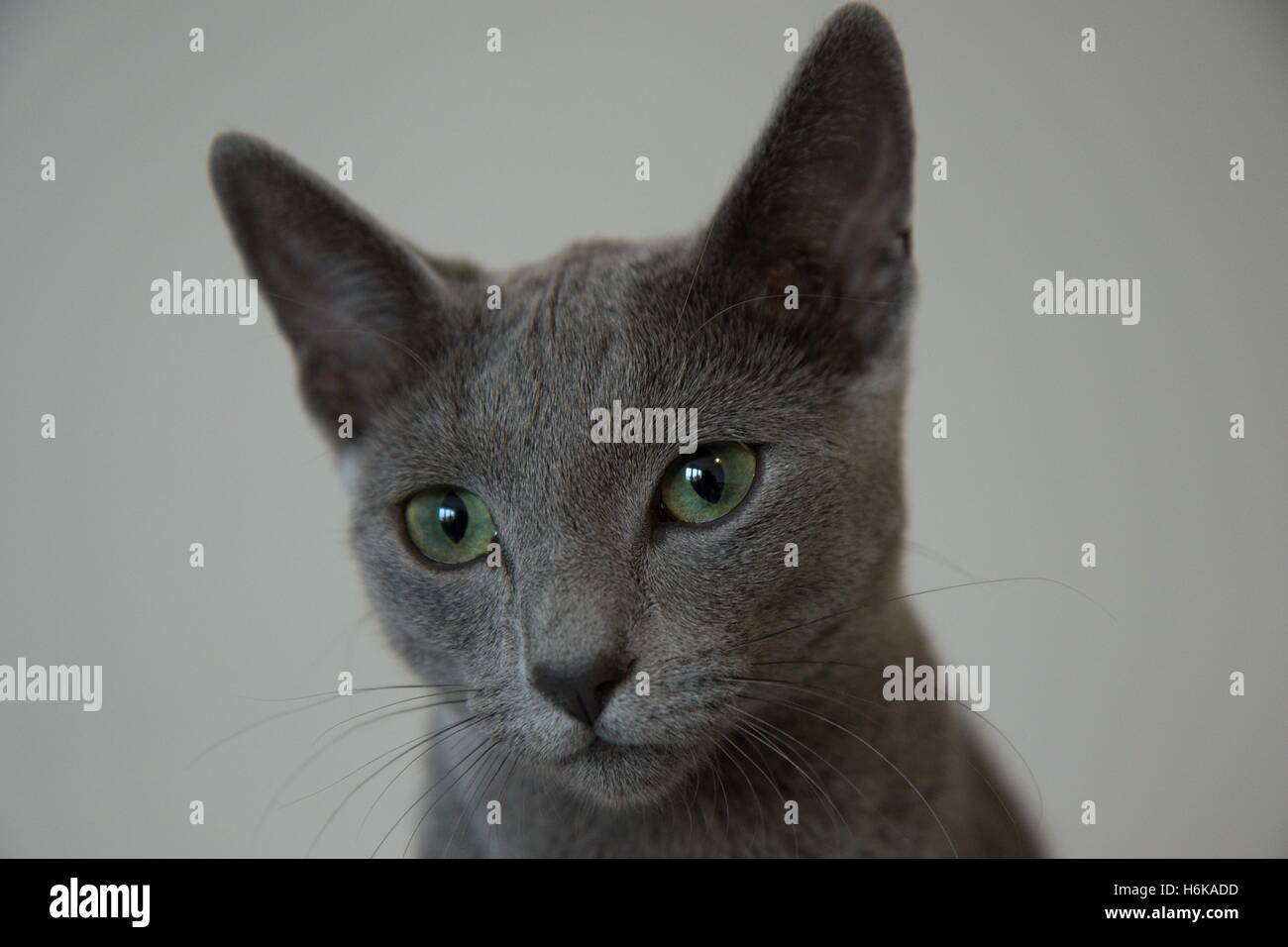 Russian blue cat front head detail Stock Photo - Alamy